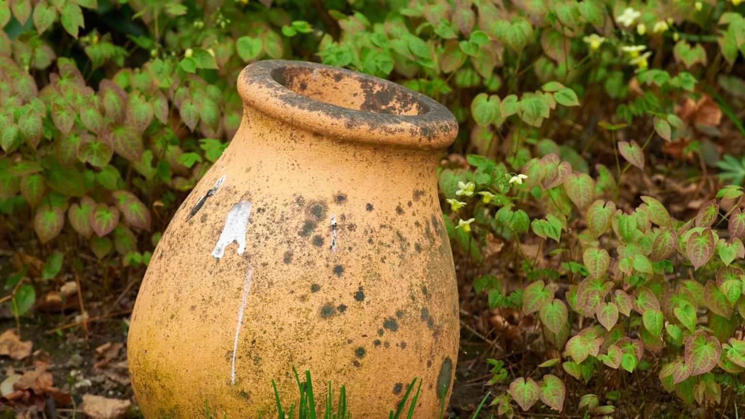 How and Why to Use an Olla to Water Your Garden