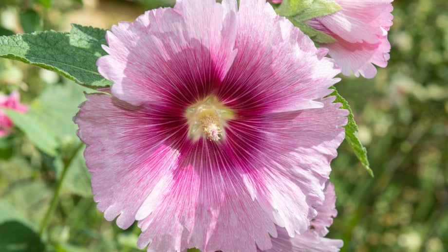 17 Old Fashioned Flowers For A Garden With Vintage Charm