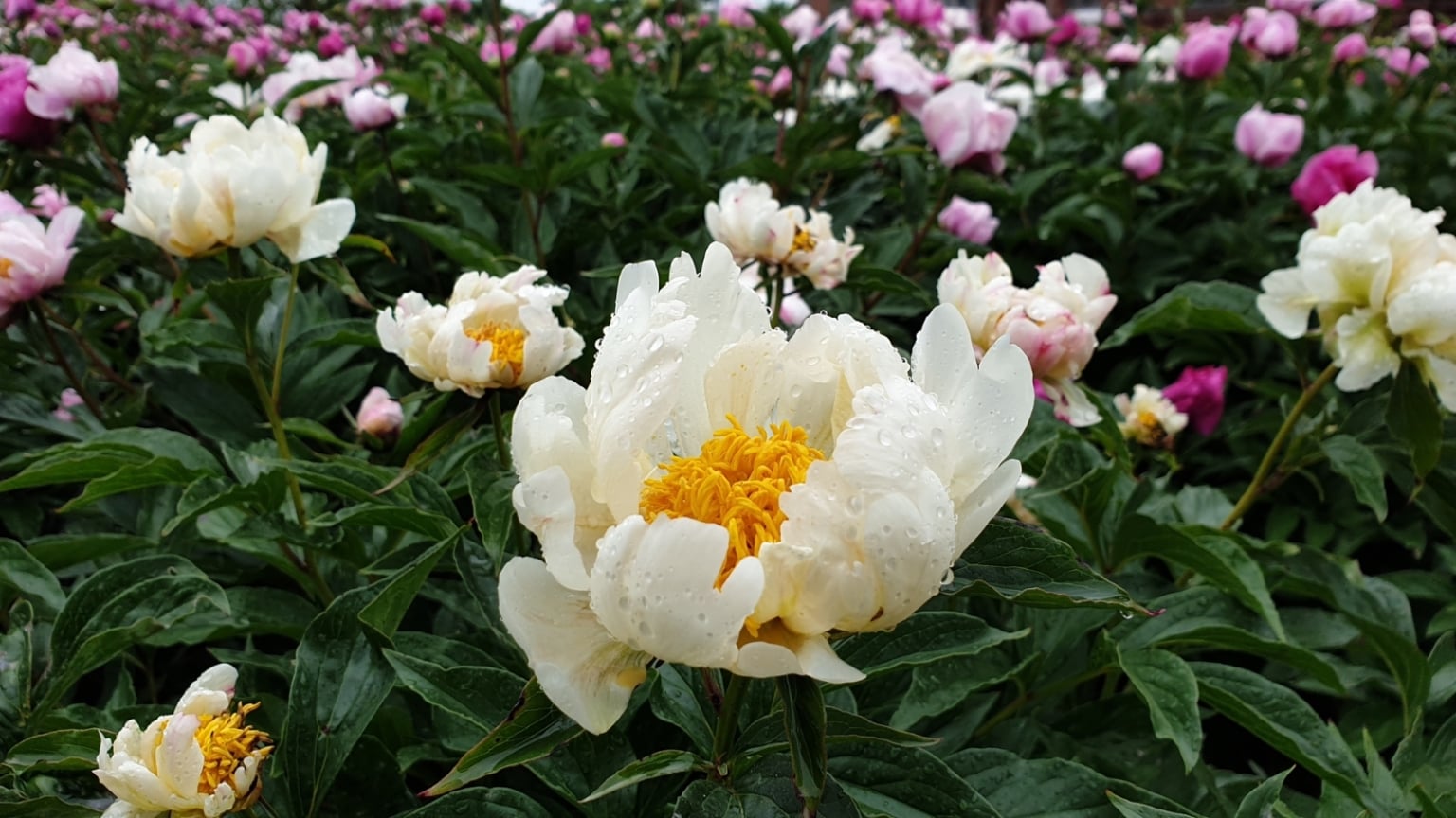 43 Most Fragrant Flowers to Grow in Your Garden