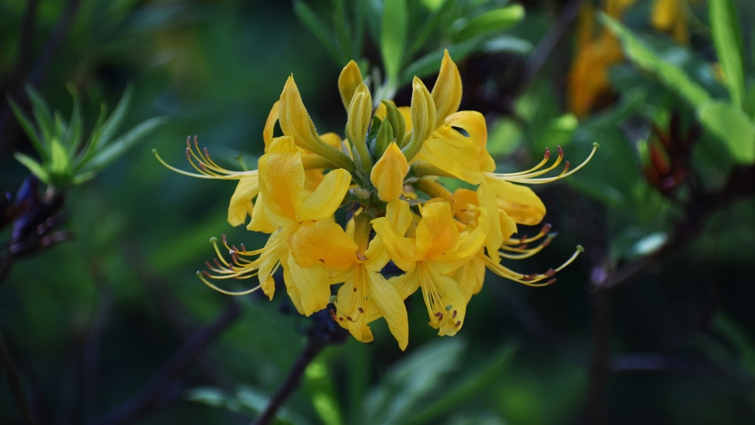 9 Native Azalea Varieties for Your Shade Garden