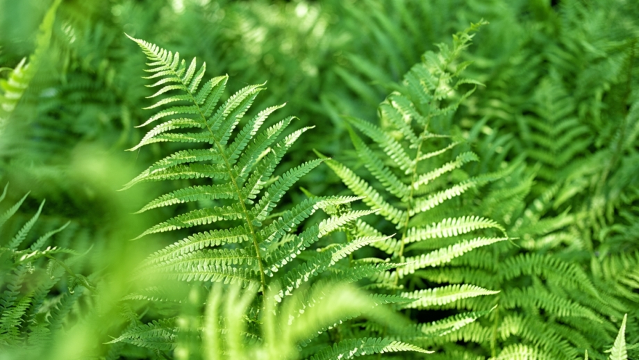 23 Native Plants for Clay Soils