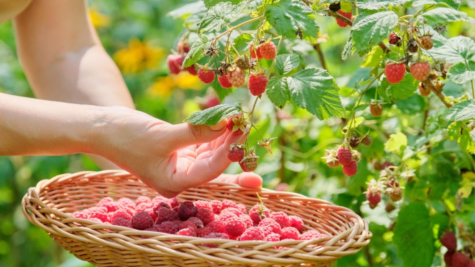 How to Plant, Grow, and Care for 'Heritage' Raspberries