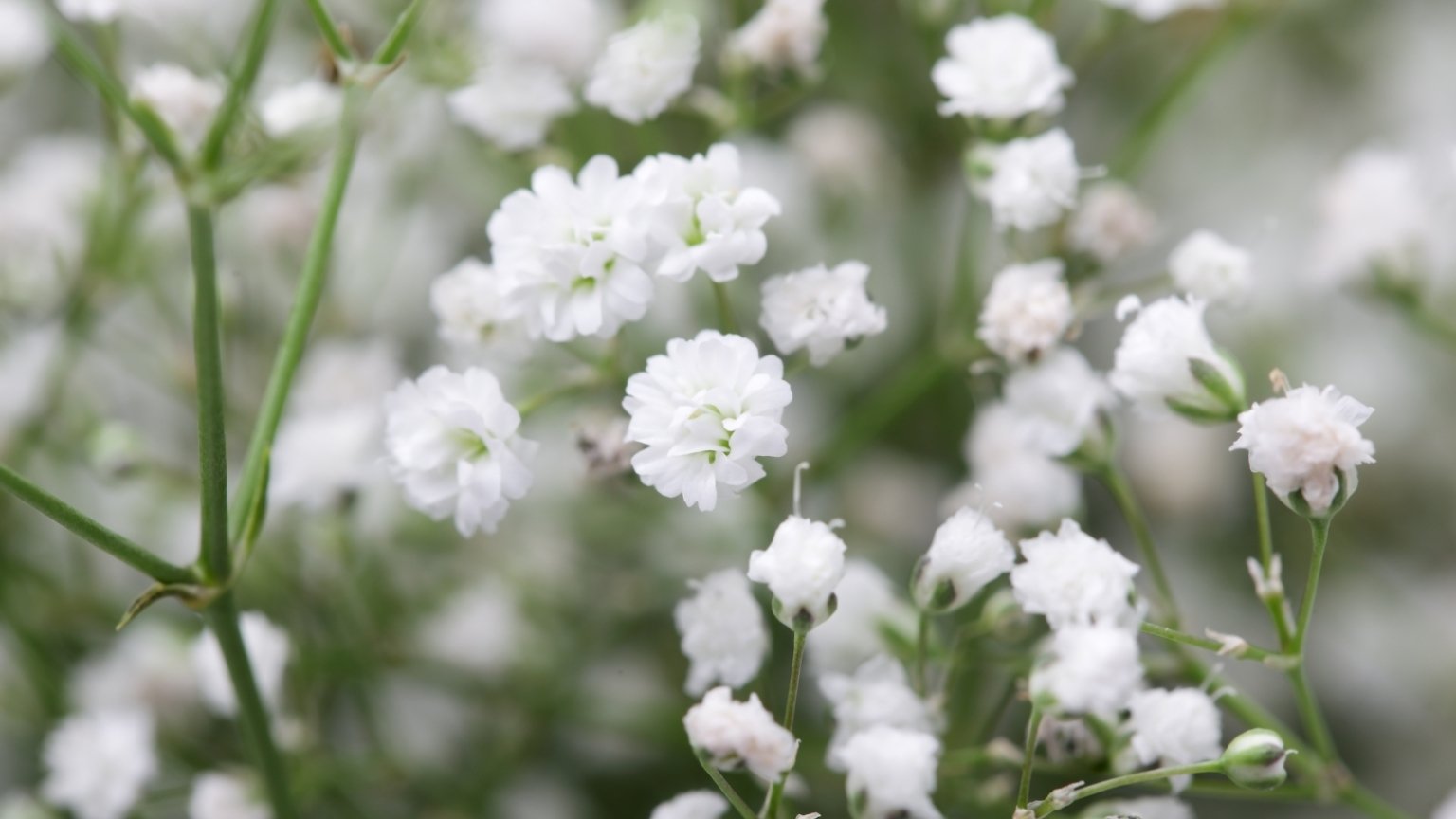 27 Beautiful Filler Plants for Flower Arrangements and Bouquets