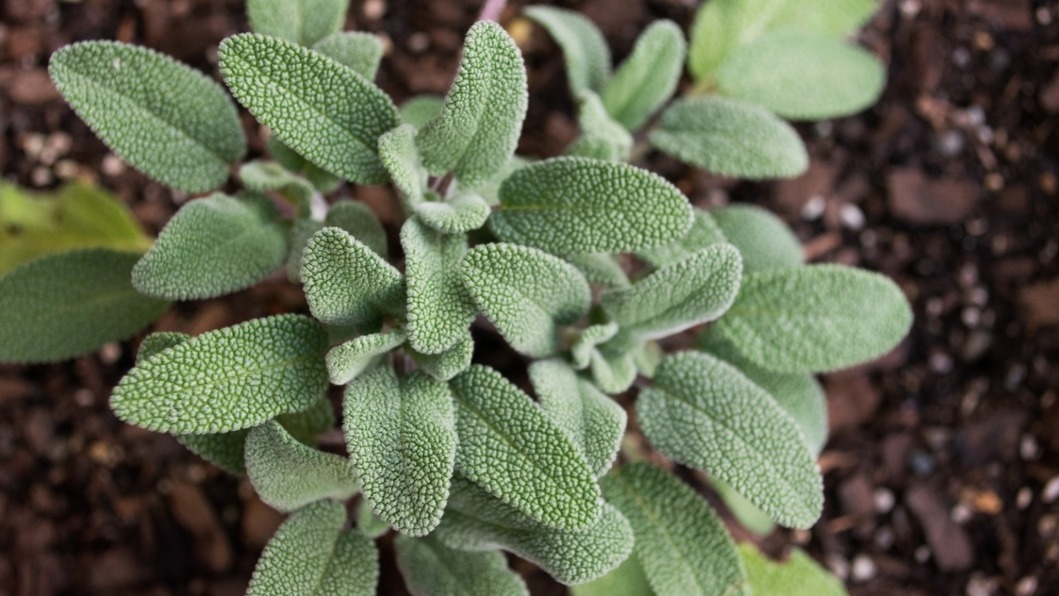 27 Beautiful Filler Plants for Flower Arrangements and Bouquets