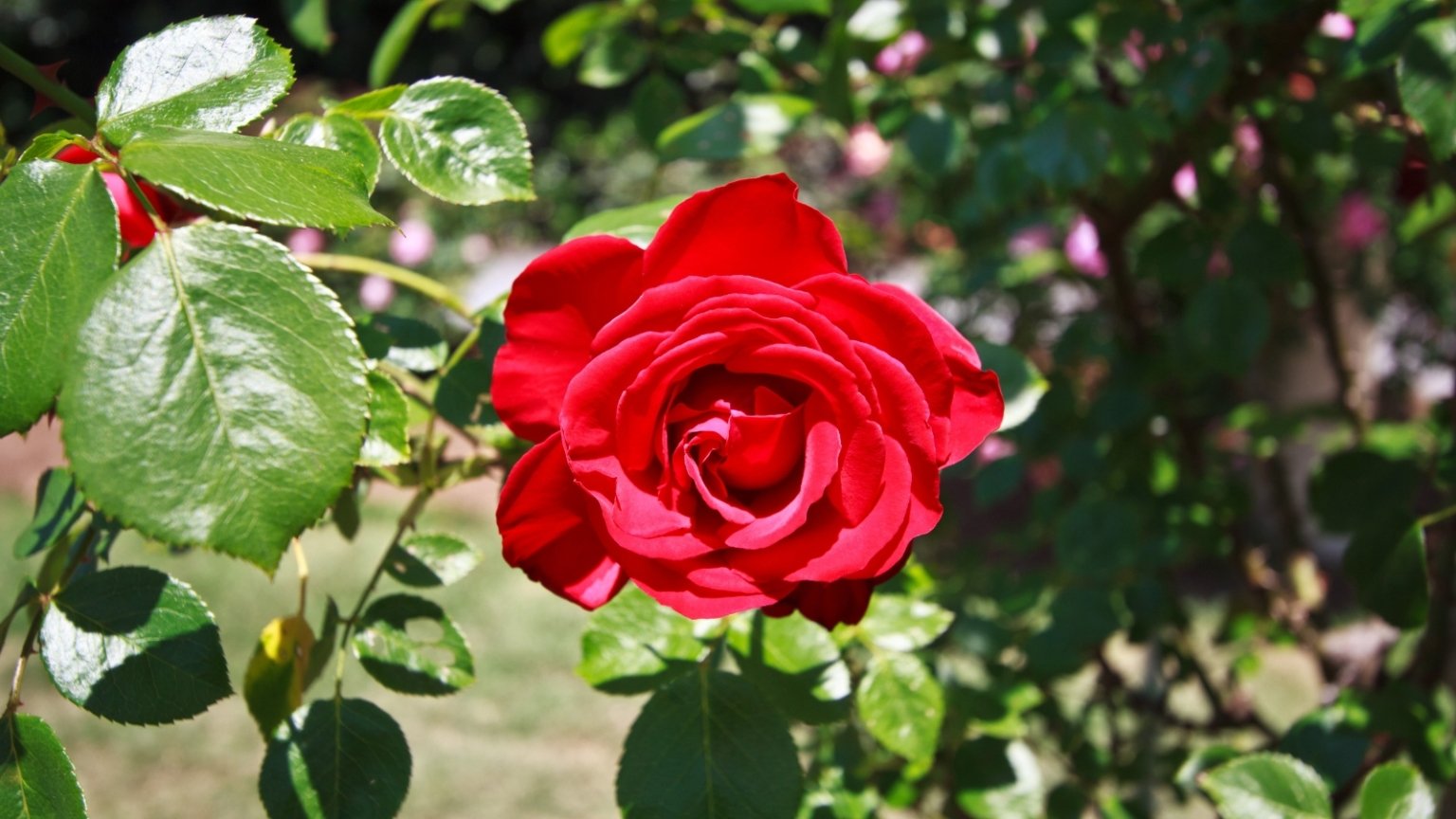 17 Roses With Extremely Long Lifespans