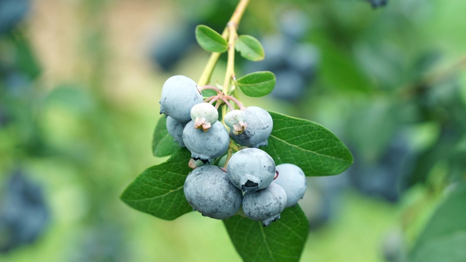 13 Tastiest Blueberry Varieties for Home Gardens