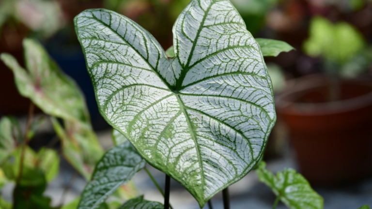 How to Plant, Grow, and Care for Caladium Plants