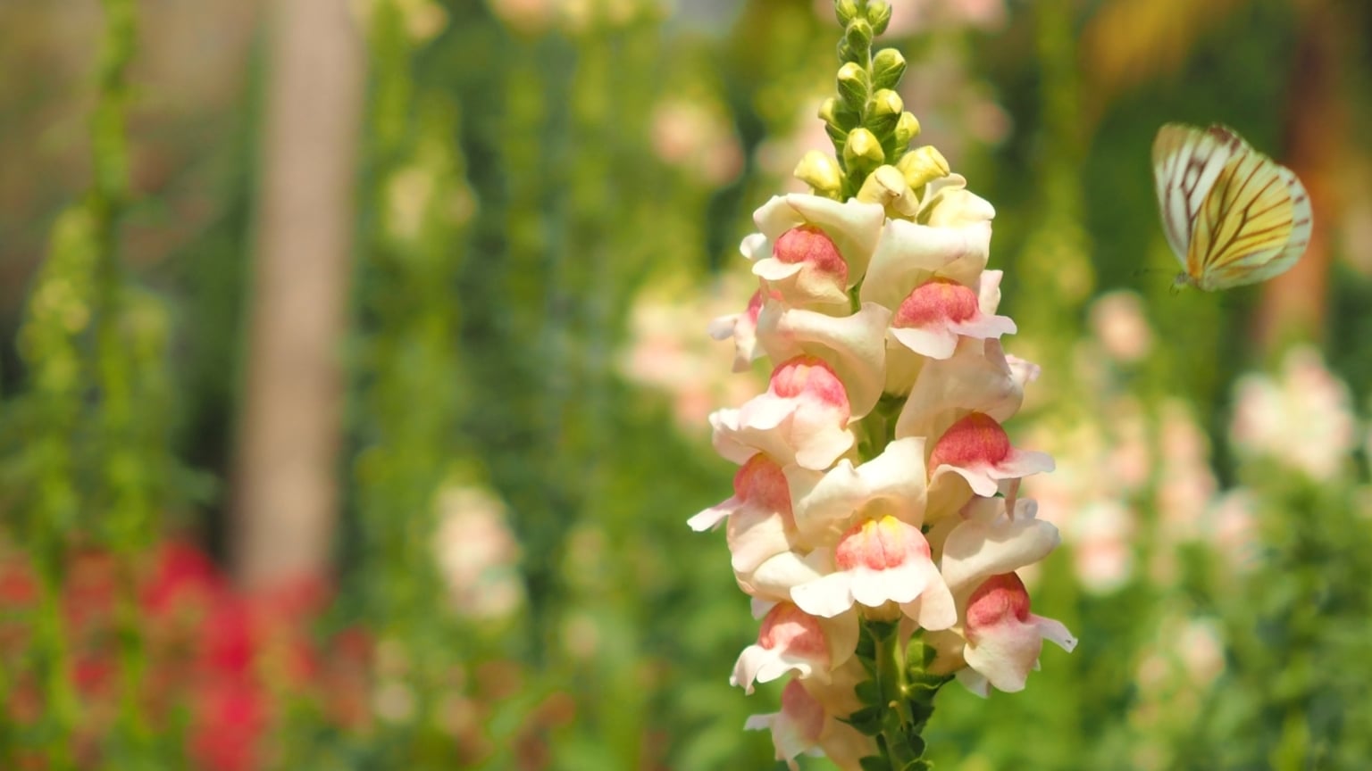 15 Cool-Season Flowers You Should Plant Now