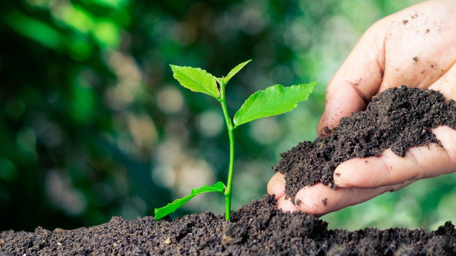 How to Plant, Grow, and Care for ‘Contender’ Peach Trees