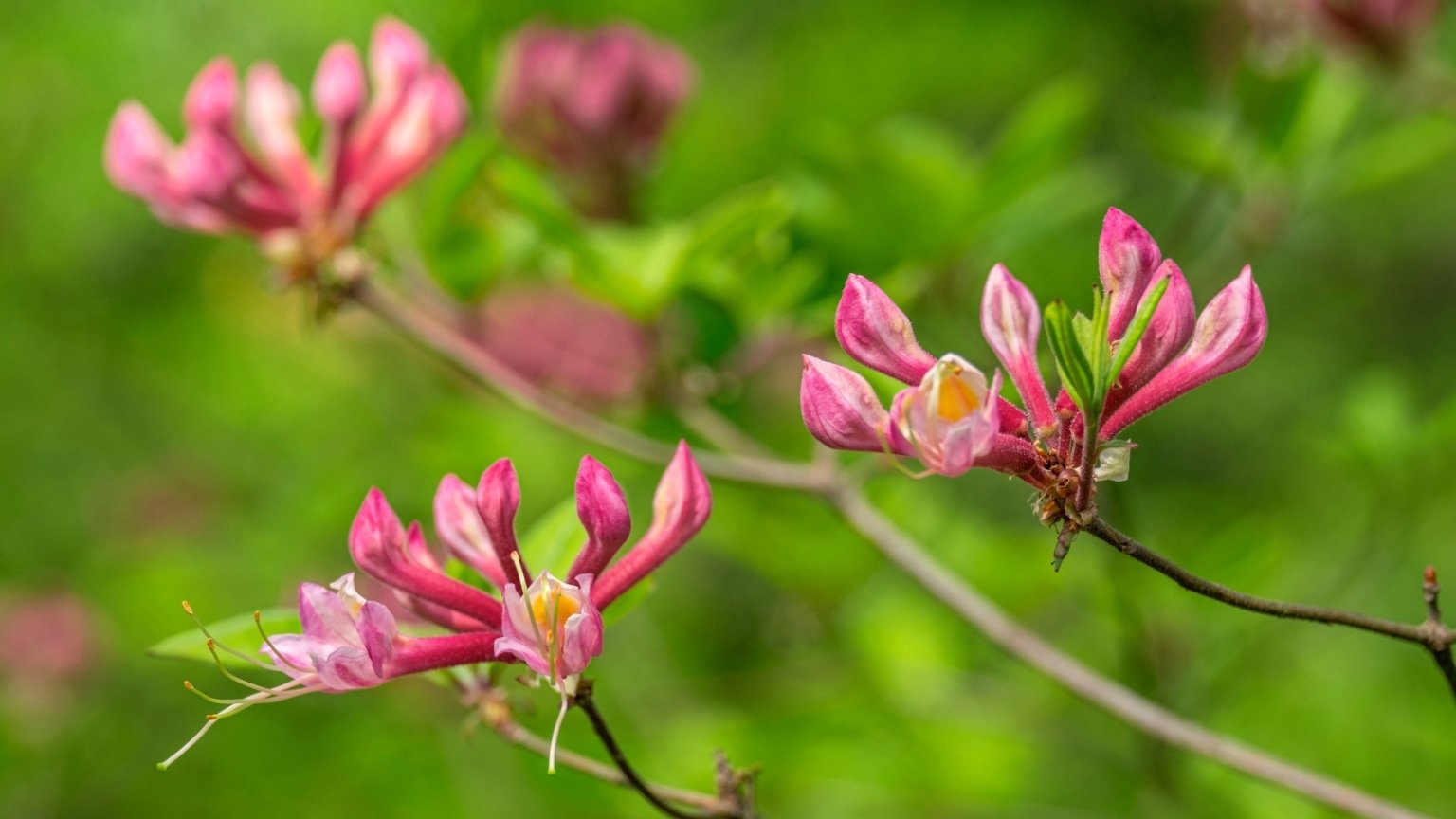 9 Native Azalea Varieties for Your Shade Garden
