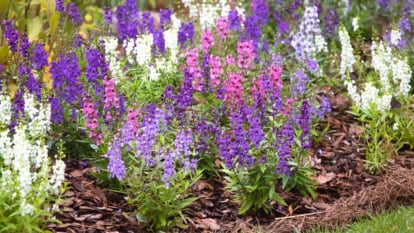 How to Plant, Grow, and Care for Angelonia