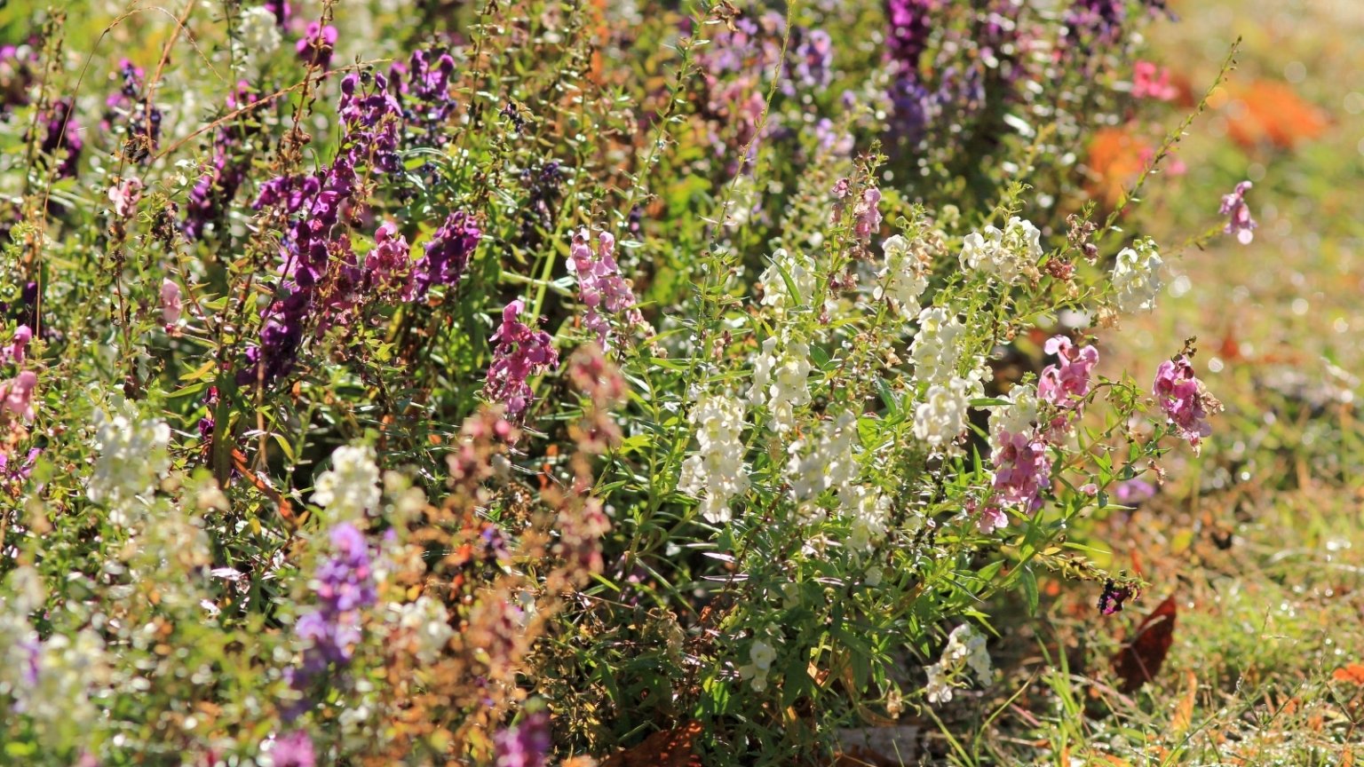 How to Plant, Grow, and Care for Angelonia