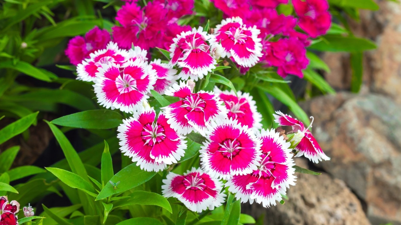 How to Plant, Grow, and Care for Dianthus