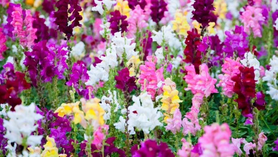 19 Fun Plants Named for Animals