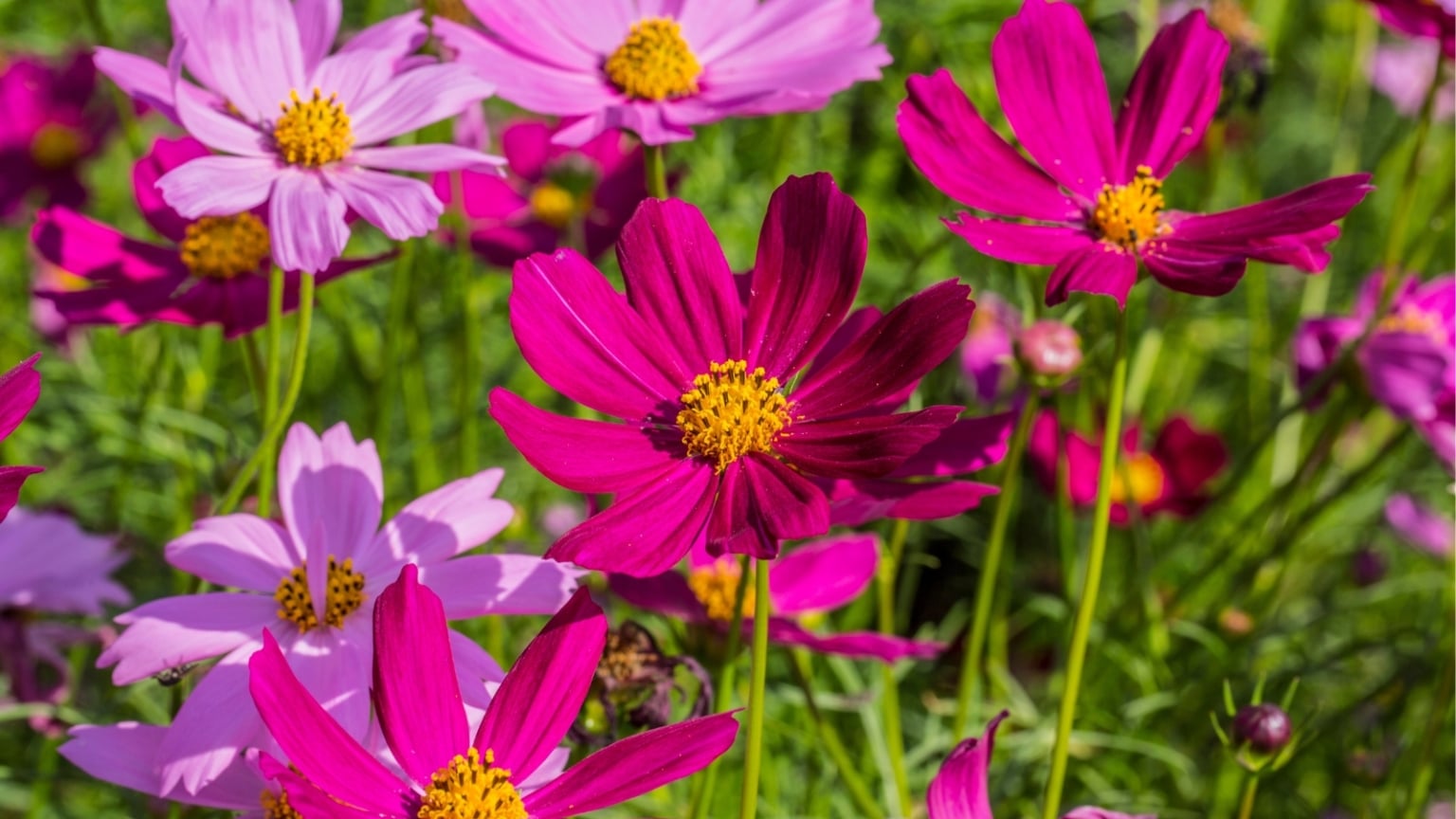 31 Annual Flowers for a Bright and Cheerful Garden