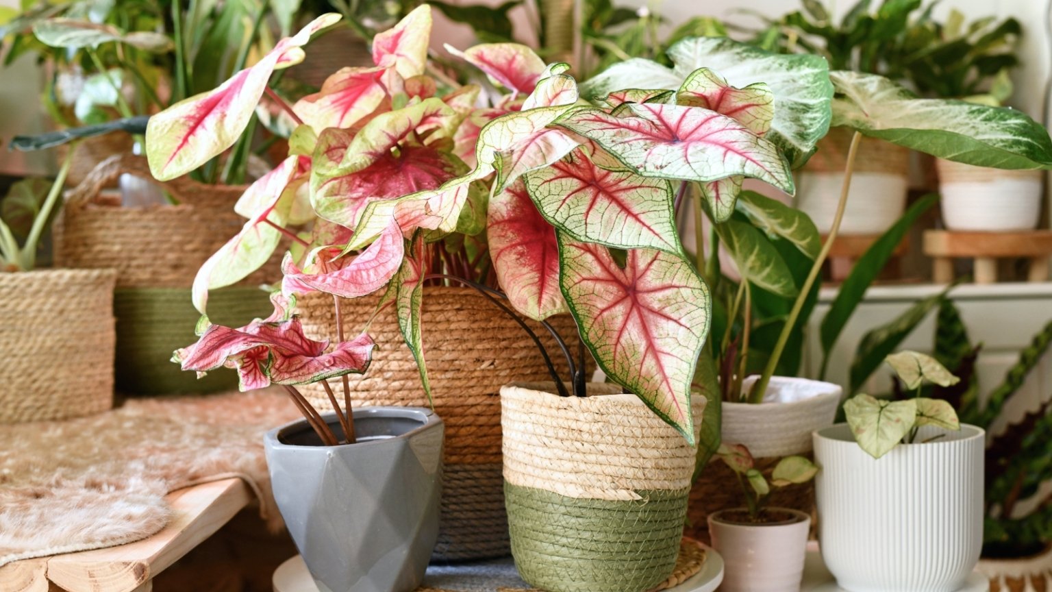 How to Plant, Grow, and Care for Caladium Plants