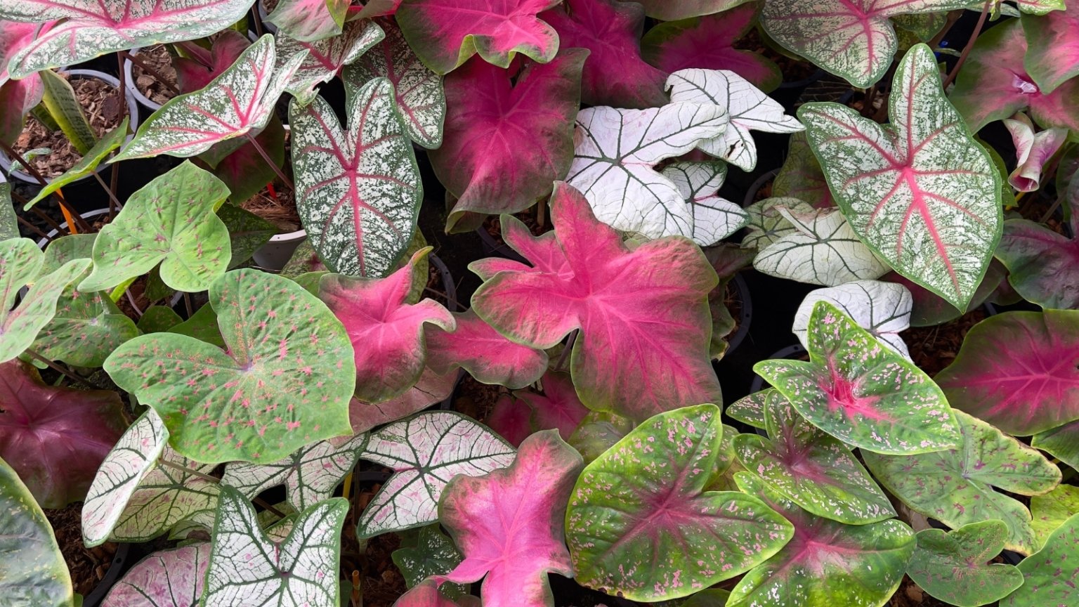 How to Plant, Grow, and Care for Caladium Plants