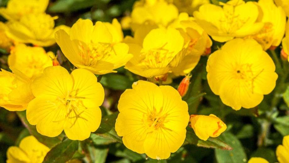 43 Most Fragrant Flowers to Grow in Your Garden