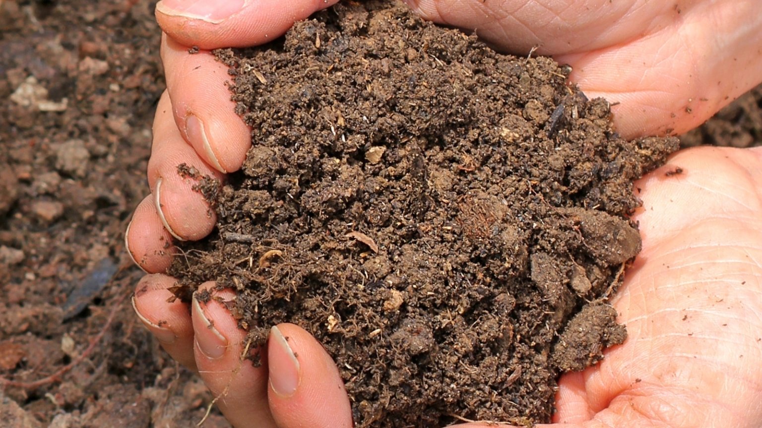 How to Plant, Grow, and Care For Wintergreen