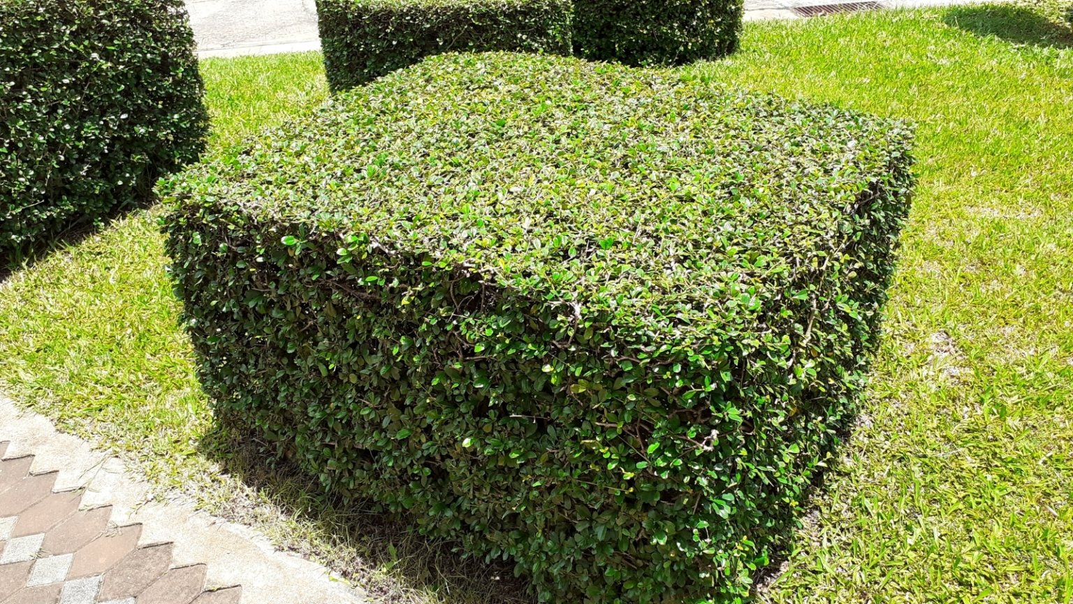 How to Make a Topiary in your Garden