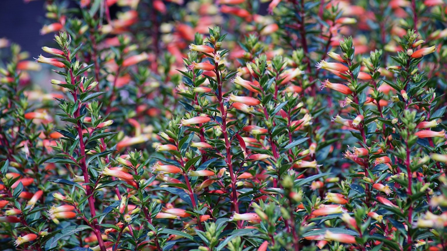 29 Flowers That Thrive in Full Sun