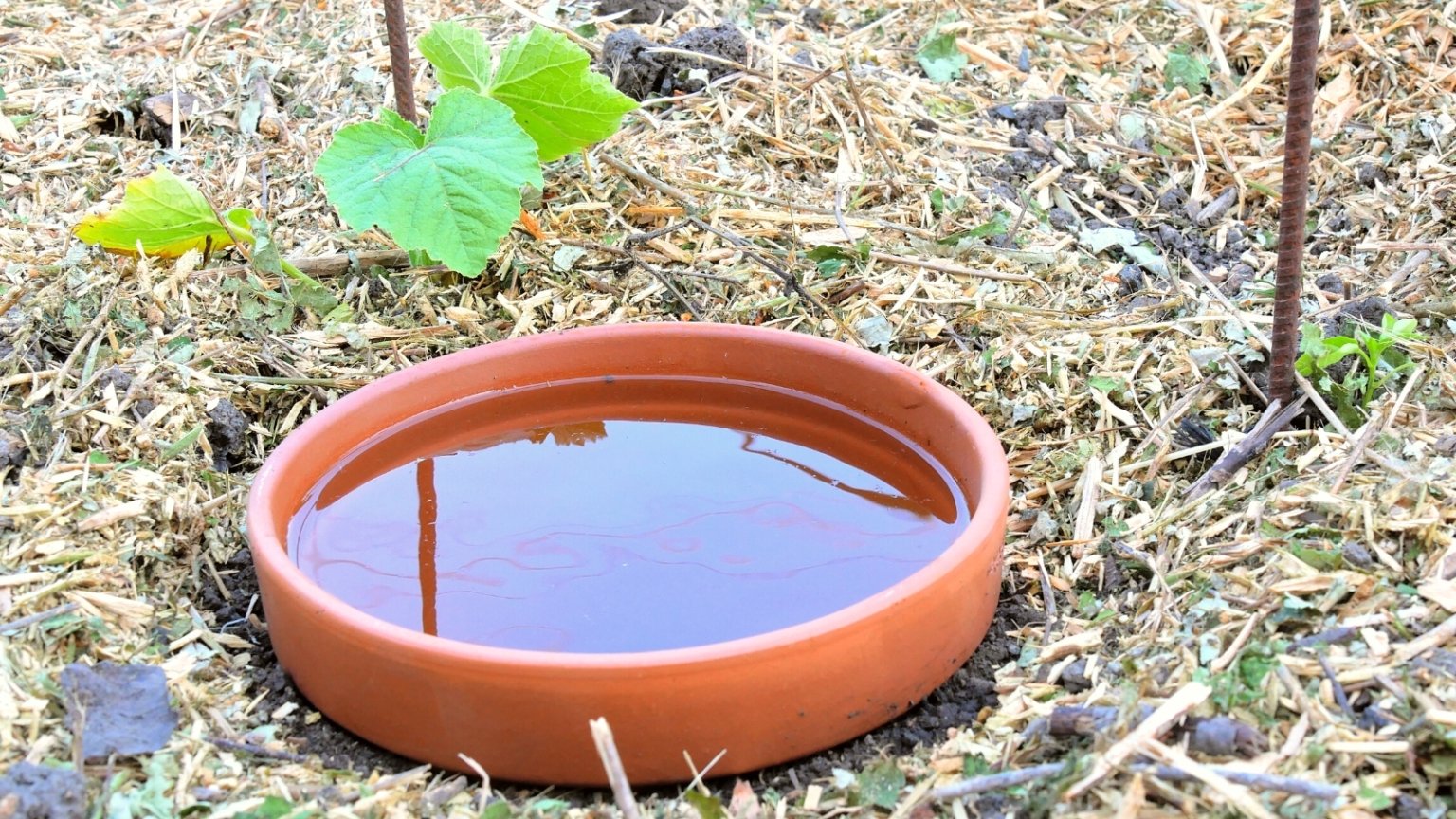 How and Why to Use an Olla to Water Your Garden