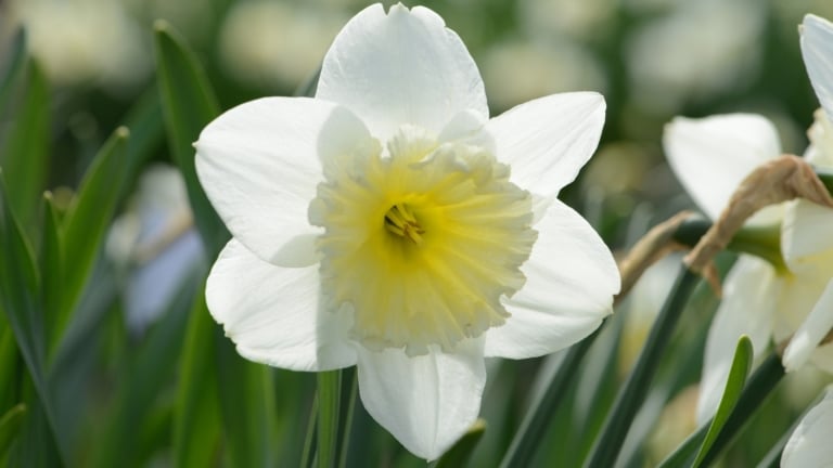 31 Daffodil Varieties to Brighten Up Your Spring Garden