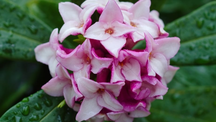 43 Most Fragrant Flowers to Grow in Your Garden