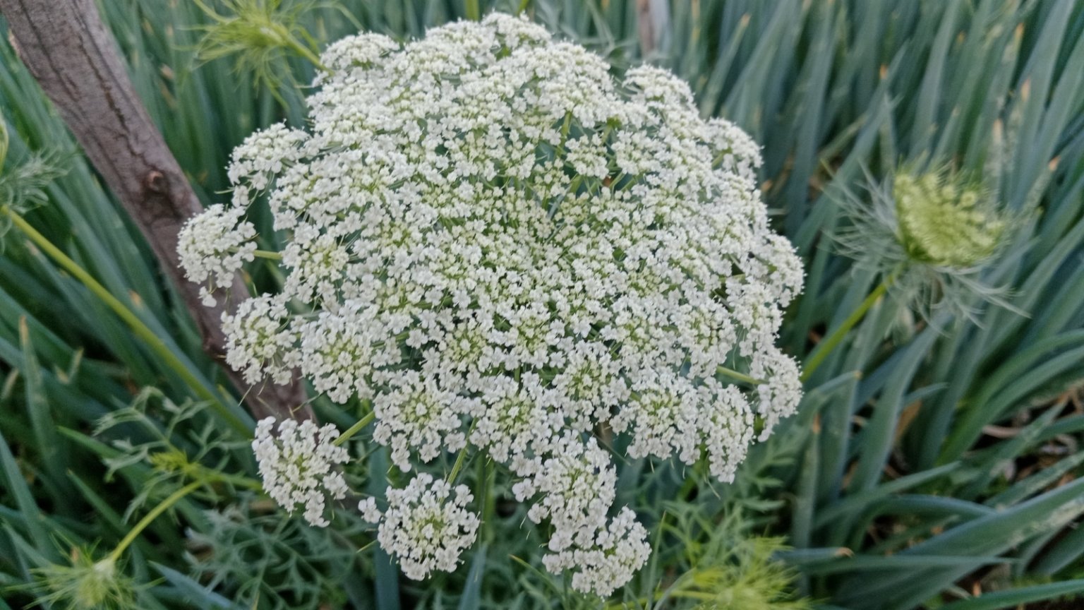 17 Old-Fashioned Flowers for a Garden with Vintage Charm