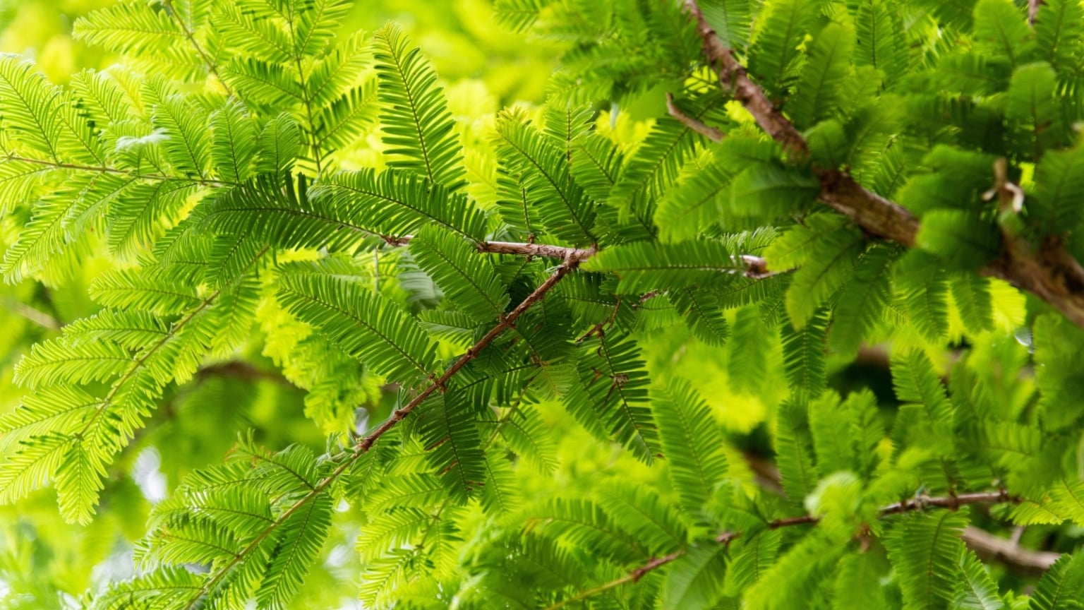 9 Ancient Plants You Can Grow in Modern Gardens