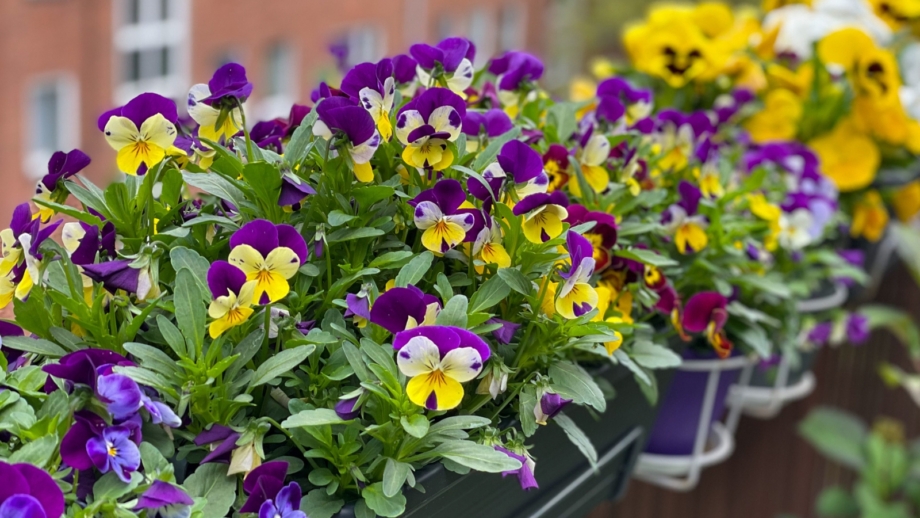 What to Plant in March For an Established Garden Look, Fast