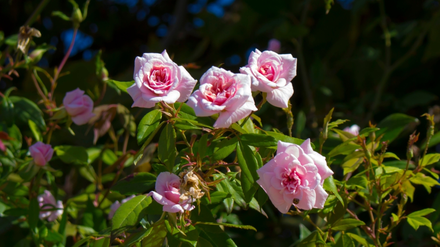 21 Roses That Will Cover a Wall in a Single Season