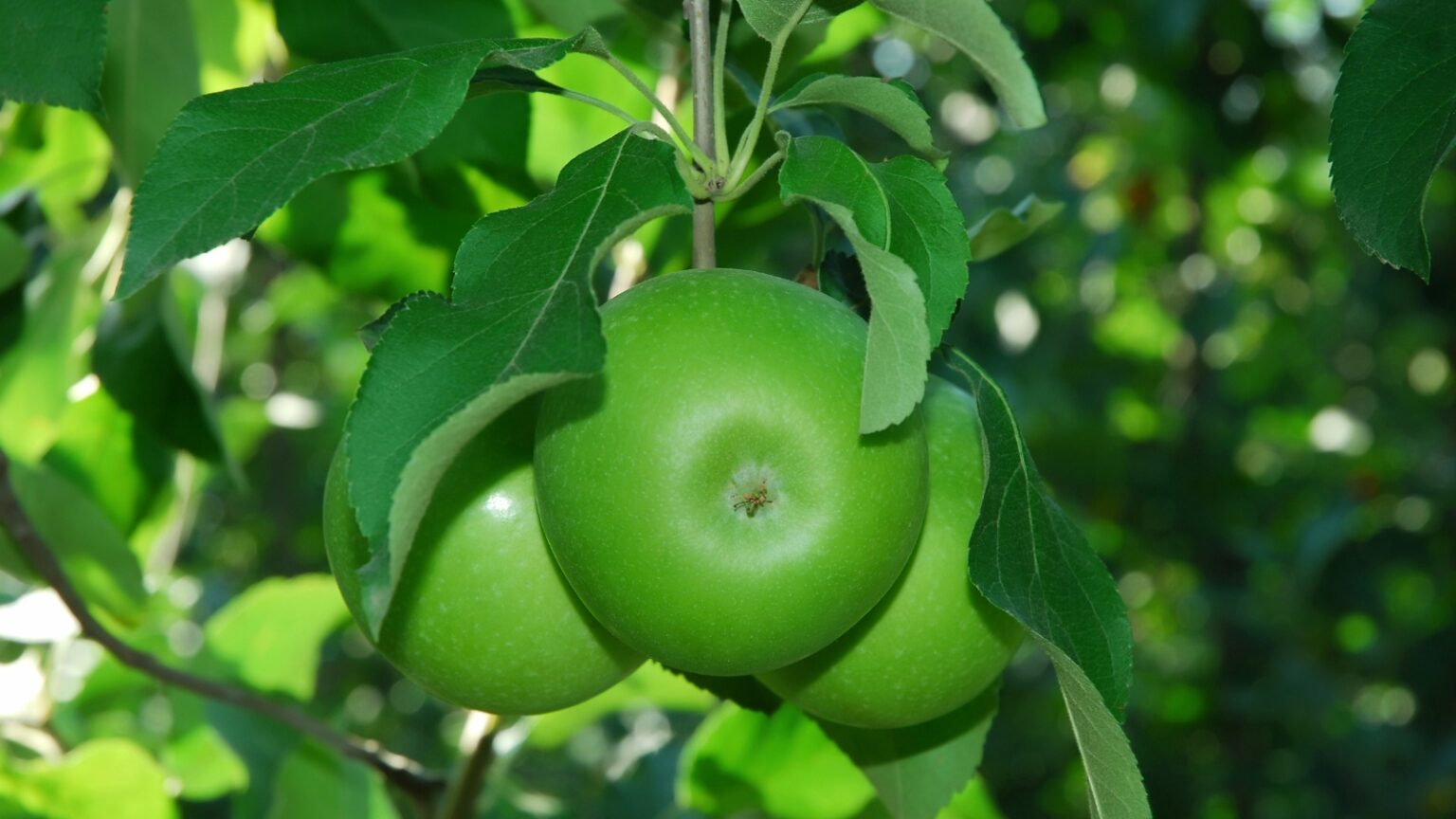 How to Plant, Grow, and Care for 'Granny Smith' Apple Trees