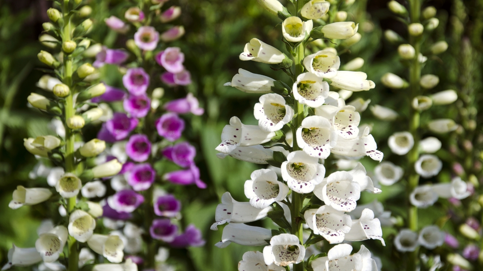13 Irish Plants to Grow this Saint Patrick's Day