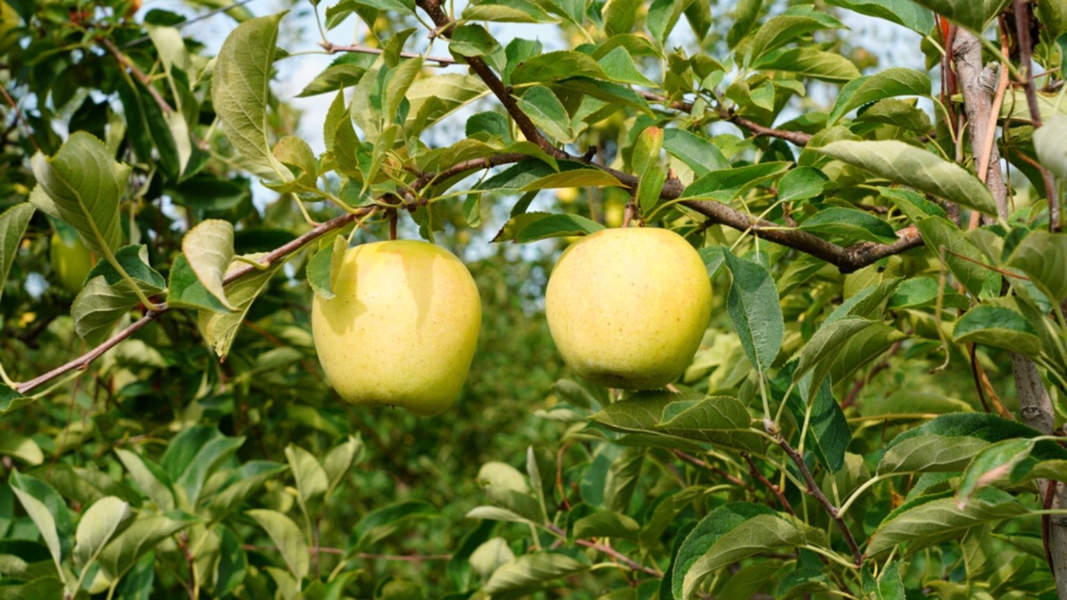 30 Most Delicious Apple Tree Varieties For Home Gardens