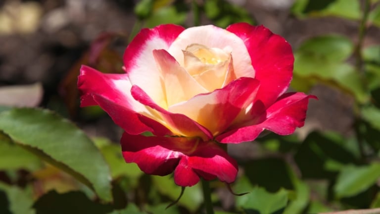 25 Best Tree Roses For Your Garden