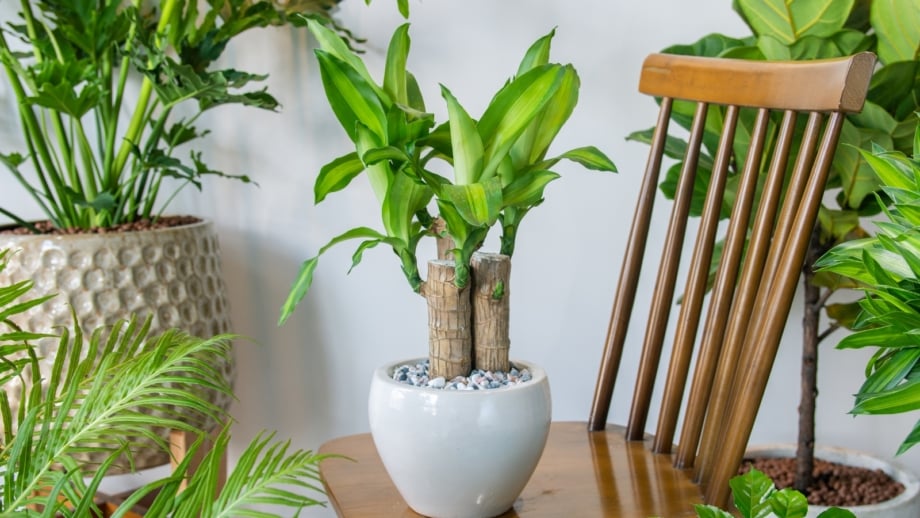 21 Houseplants That Like Low Humidity