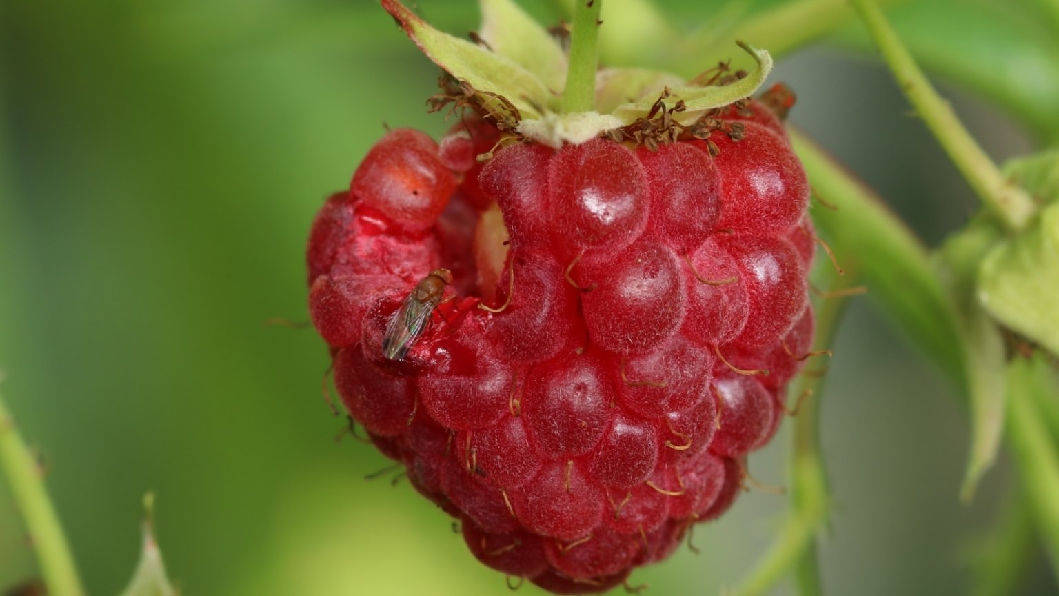 How to Plant, Grow, and Care for 'Heritage' Raspberries