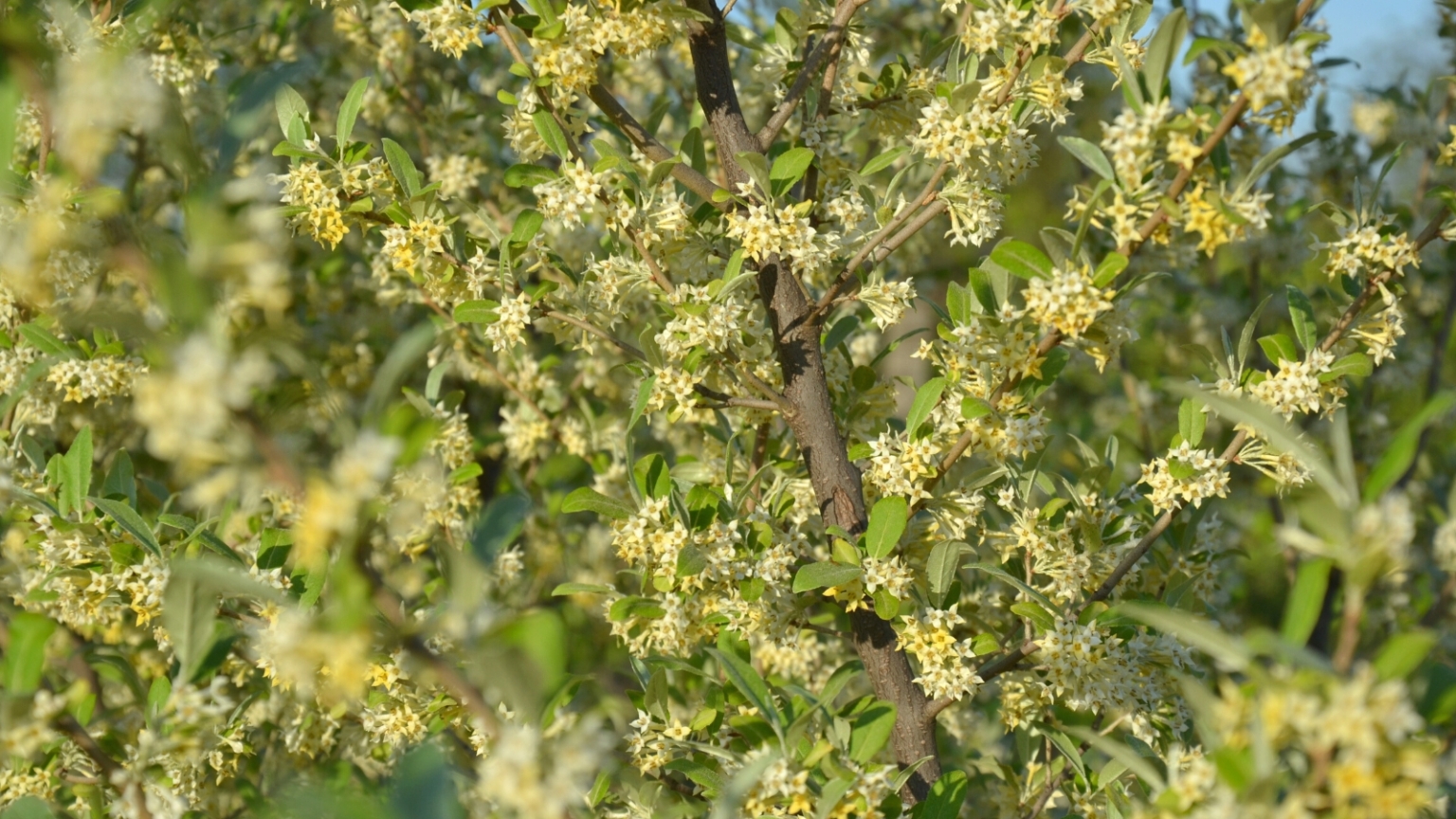 How to Get Rid of Autumn Olive Shrubs