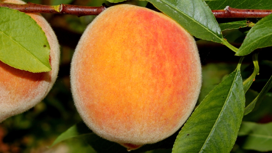 How to Plant, Grow, and Care for ‘Elberta’ Peach Trees