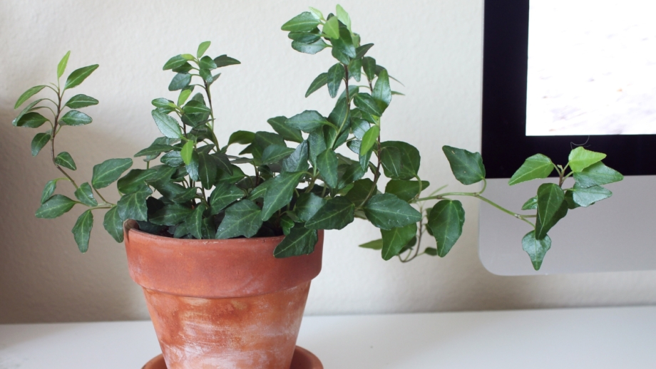 21 Plants for Victorian Home Gardens