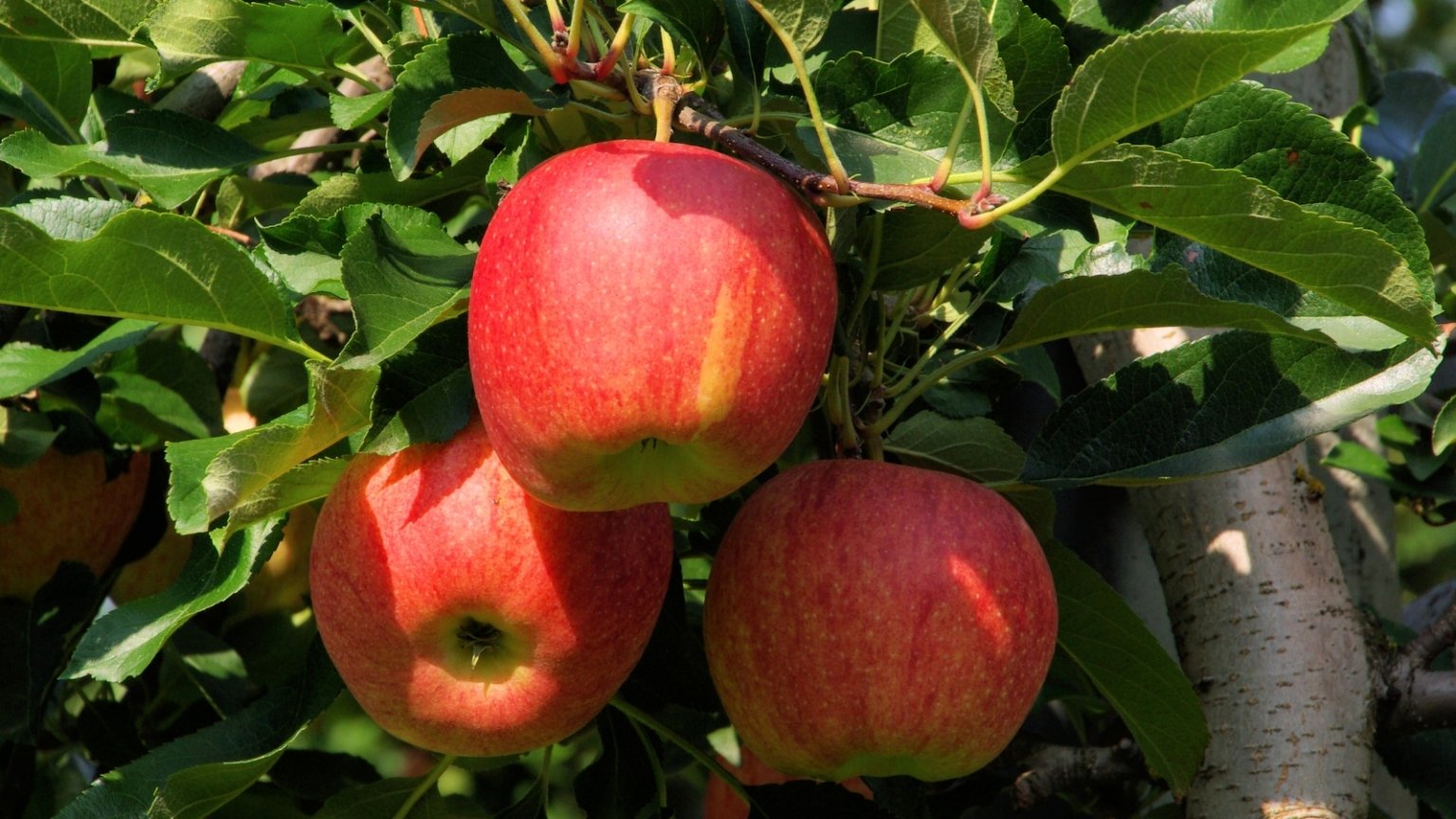 30 Most Delicious Apple Tree Varieties For Home Gardens