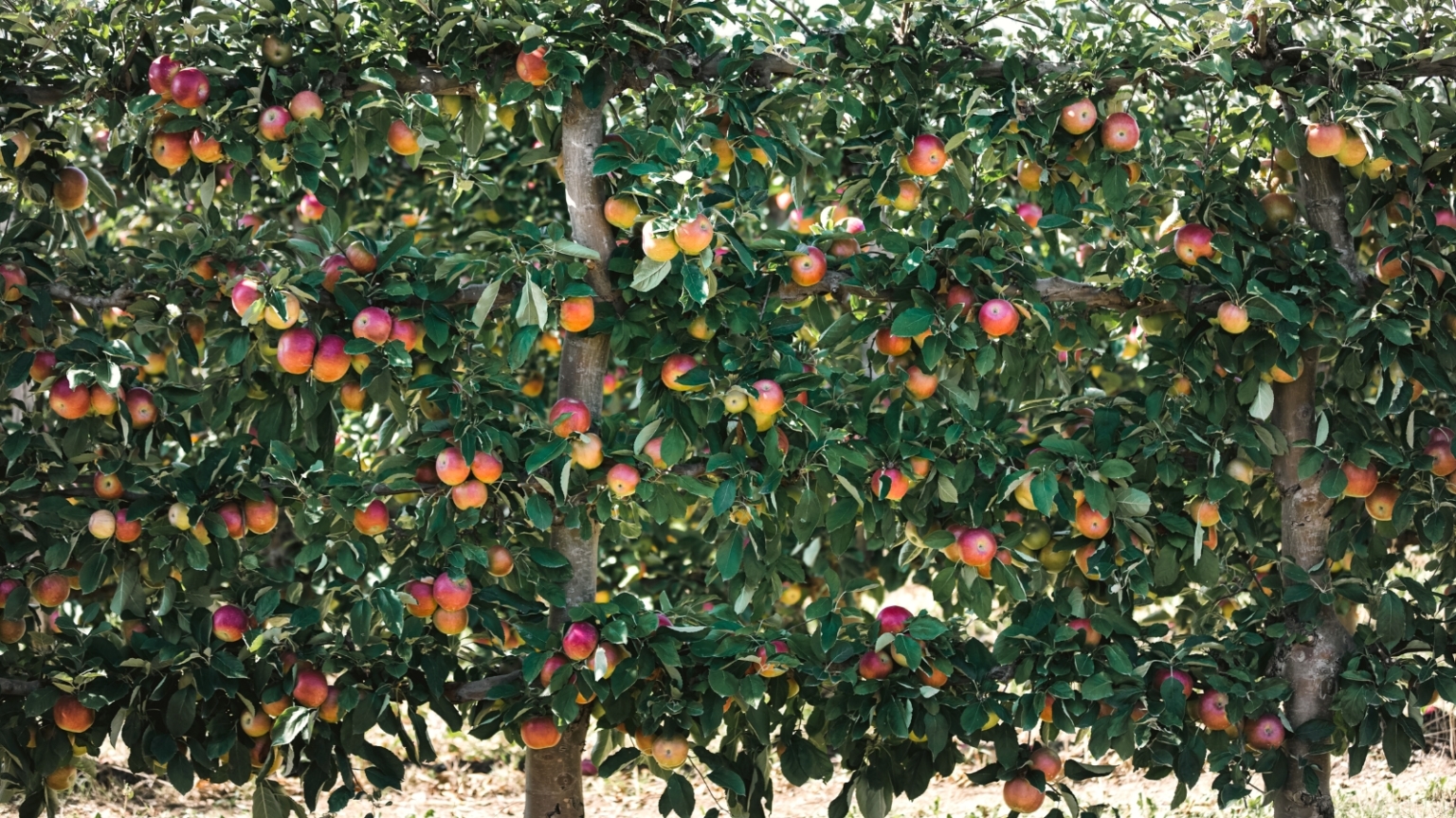 How to Espalier Fruit Trees and Climbing Plants in 6 Easy Steps