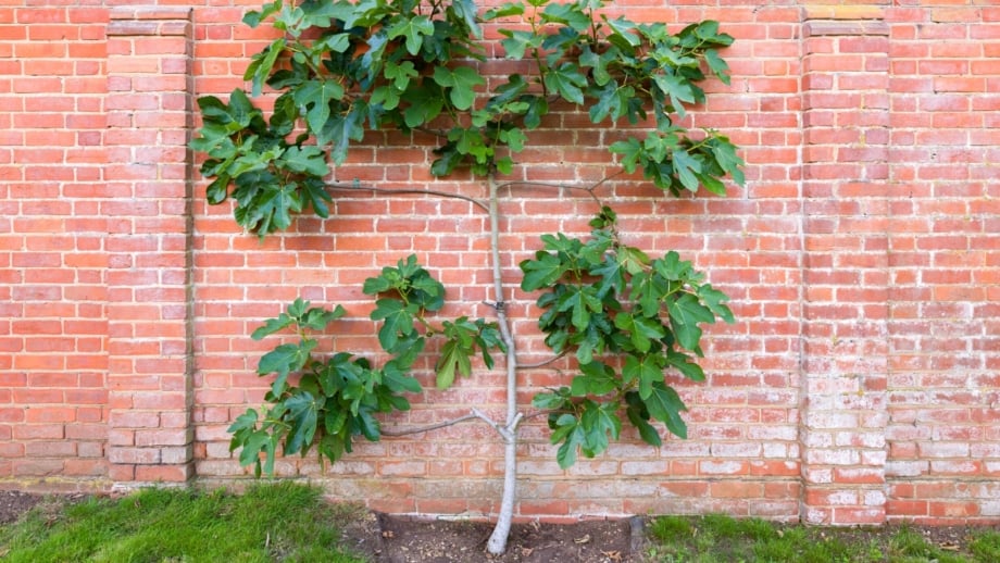 How to Plant, Grow, and Care For 'Black Mission' Fig Trees