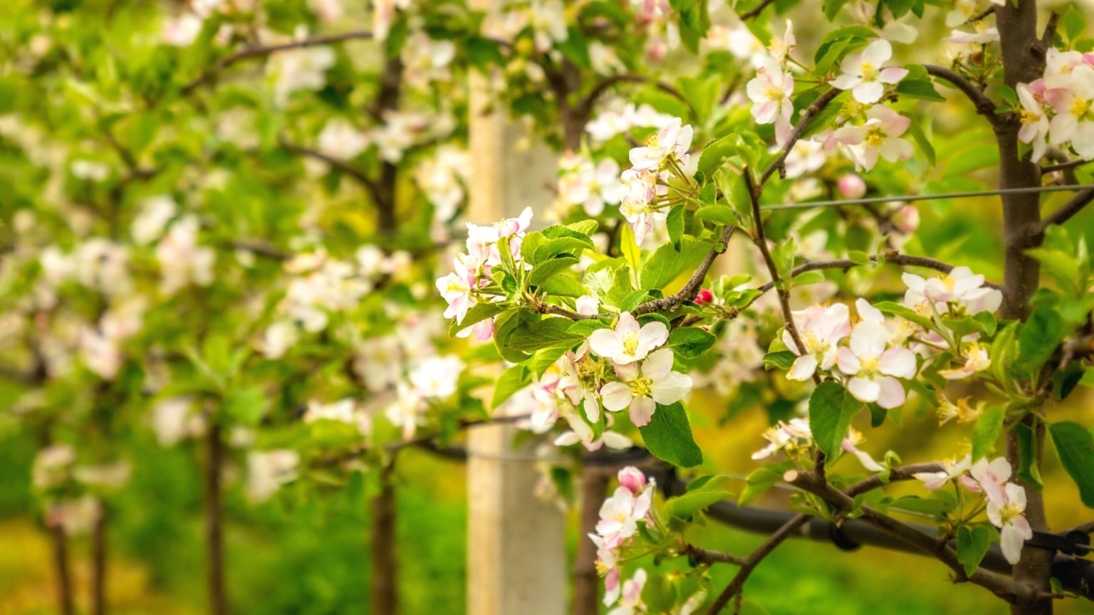 How to Espalier Fruit Trees and Climbing Plants in 6 Easy Steps