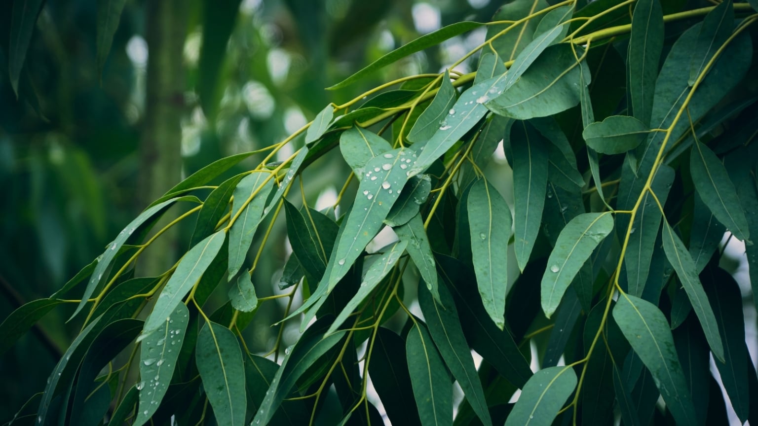 27 Beautiful Filler Plants for Flower Arrangements and Bouquets