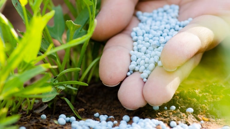 How to Plant, Grow, and Care for ‘Elberta’ Peach Trees