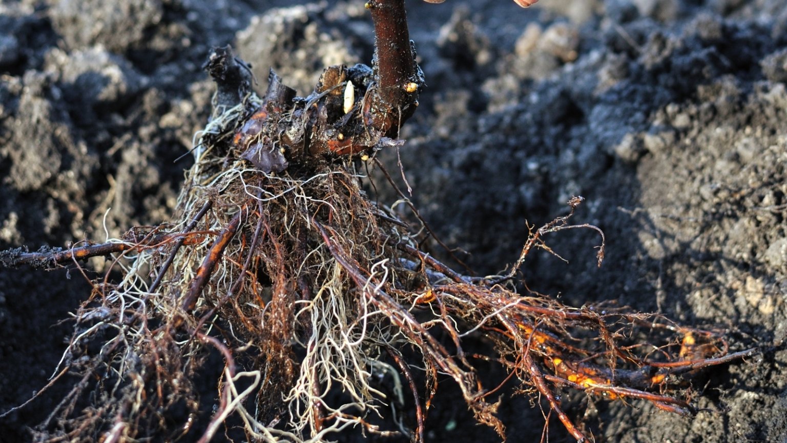 How to Plant, Grow, and Care for 'Heritage' Raspberries