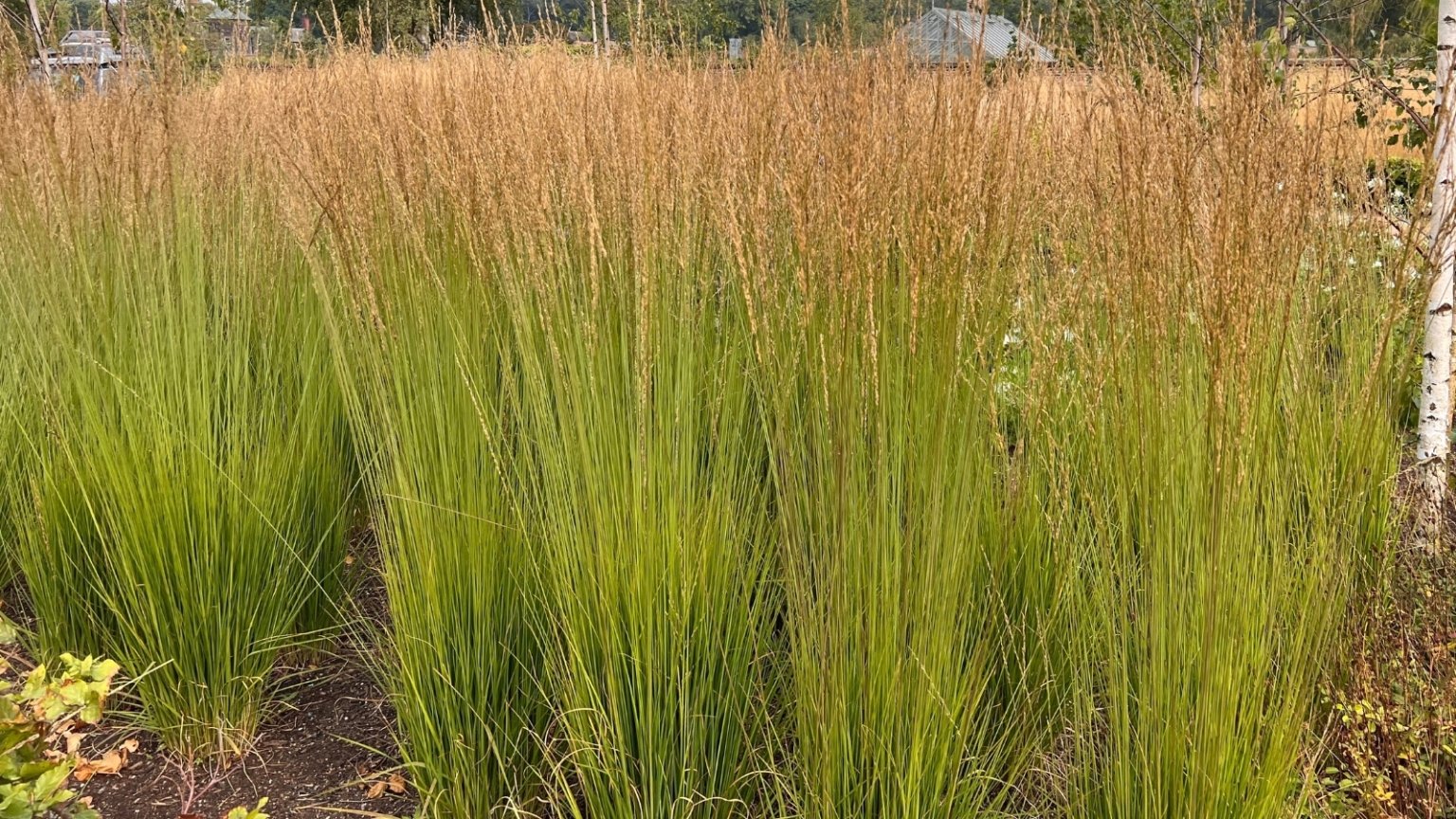 21 Plants For Mid-Century Modern Home Gardens