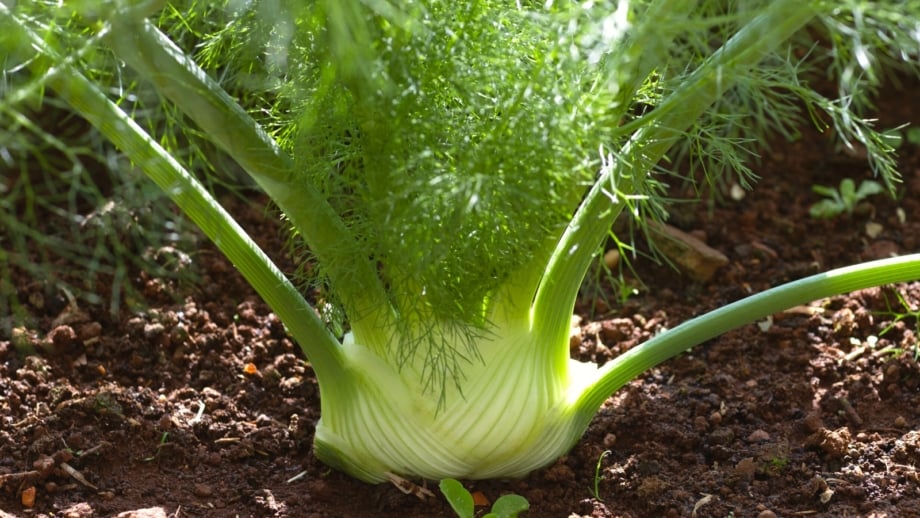 15 Delicious Culinary Herbs You Need in Your Garden